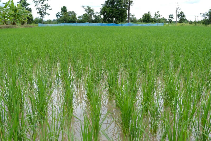 Complete Rice Fields with Green Leaves of Rice Plants. Stock Photo ...