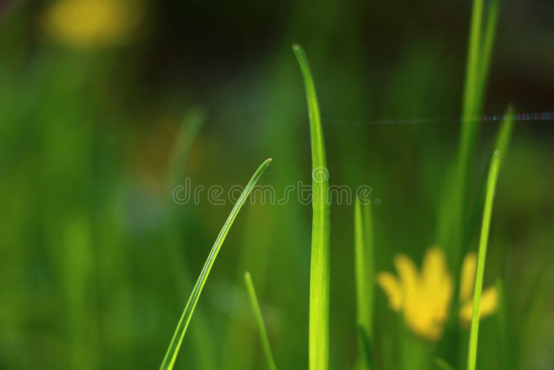 With a Warm Wind Grass Source Stock Photo - Image of landowner ...