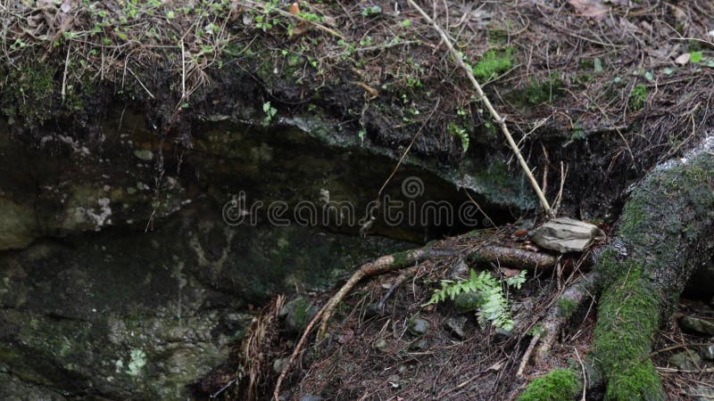 Warming. Drops of Water Flow Over the Root of the Tree and the Rock ...