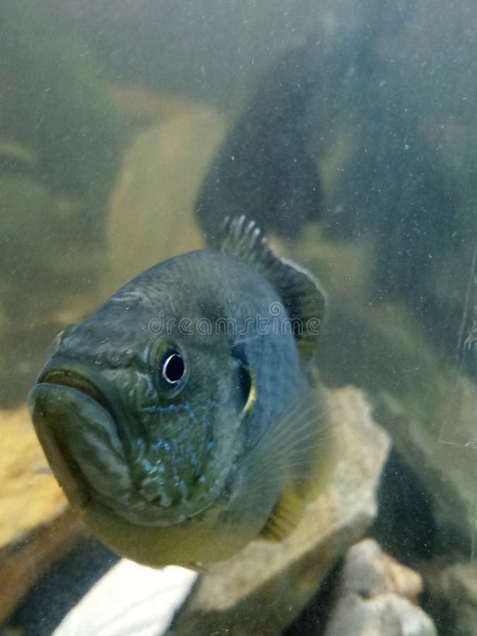 Warmouth stock image. Image of fish, aquarium, panfish - 209831991