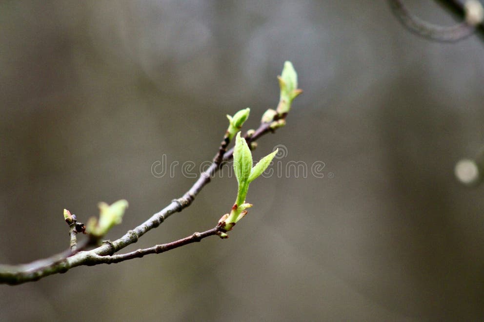 Sprouting Maple Tree Buds Begin To Open Jenningsville Pennsylvania ...