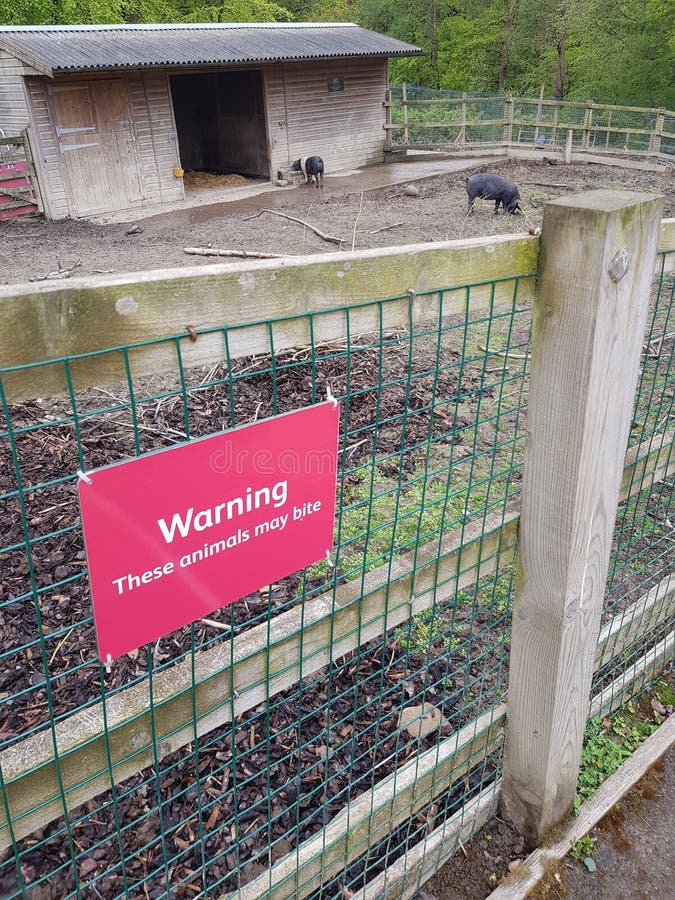 The Bite Sign on the Man`s Leg. Dangerous Wound. Antiseptic on Skin ...