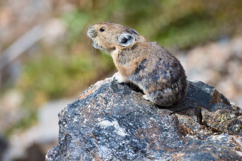 Warning Chirp Pika Stock Photos - Free & Royalty-Free Stock Photos from ...