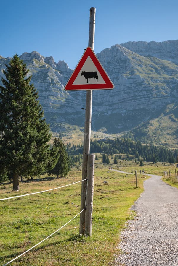 Warning Cow Sign and Cattle Hazard Stock Image - Image of symbol ...