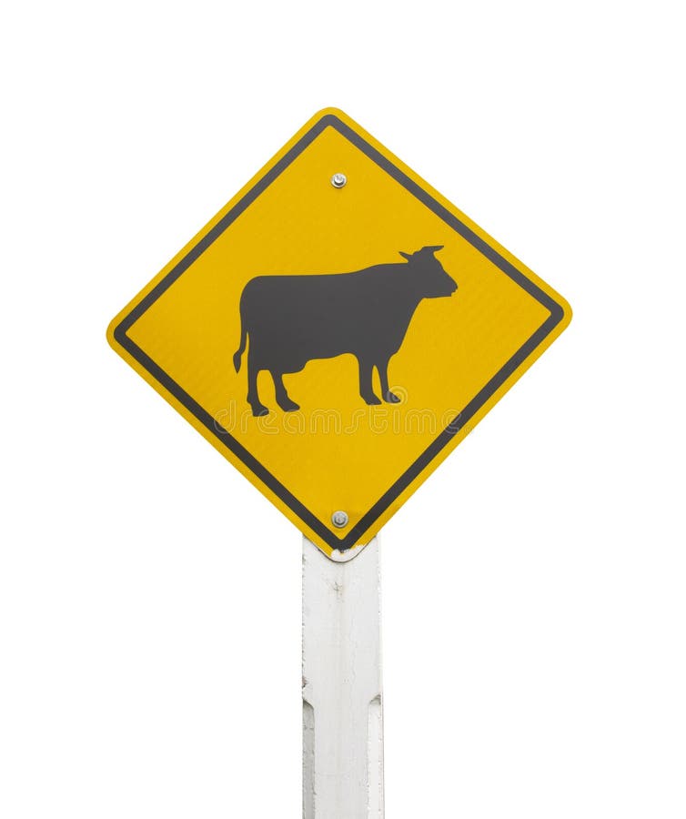 Warning Cows Icon Yellow Road Sign on White Stock Photo - Image of farm ...