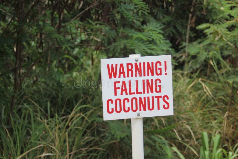 Beware Of Falling Coconuts Sign Stock Photo - Image of fruit, hawaii ...