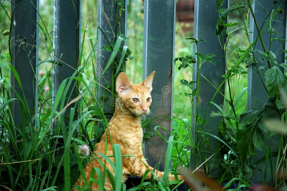 Warning look stock image. Image of relax, alone, friendly - 442343