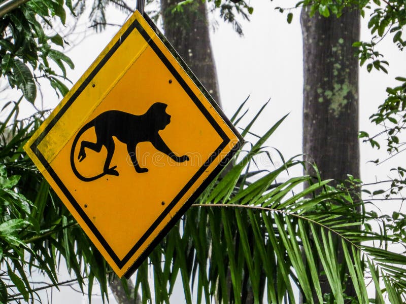 587 Monkey Warning Stock Photos - Free & Royalty-Free Stock Photos from ...