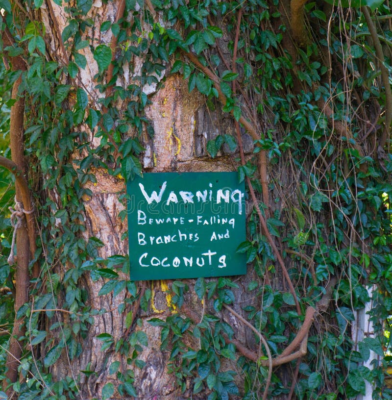 Caution Falling Coconuts Stock Photos - Free & Royalty-Free Stock ... Caution Falling Coconuts Stock Photos - Free & Royalty-Free Stock ...