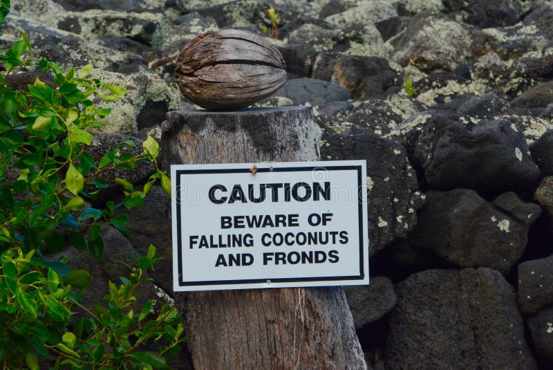 Caution Falling Coconuts stock image. Image of water, surf - 586517 Caution Falling Coconuts stock image. Image of water, surf - 586517