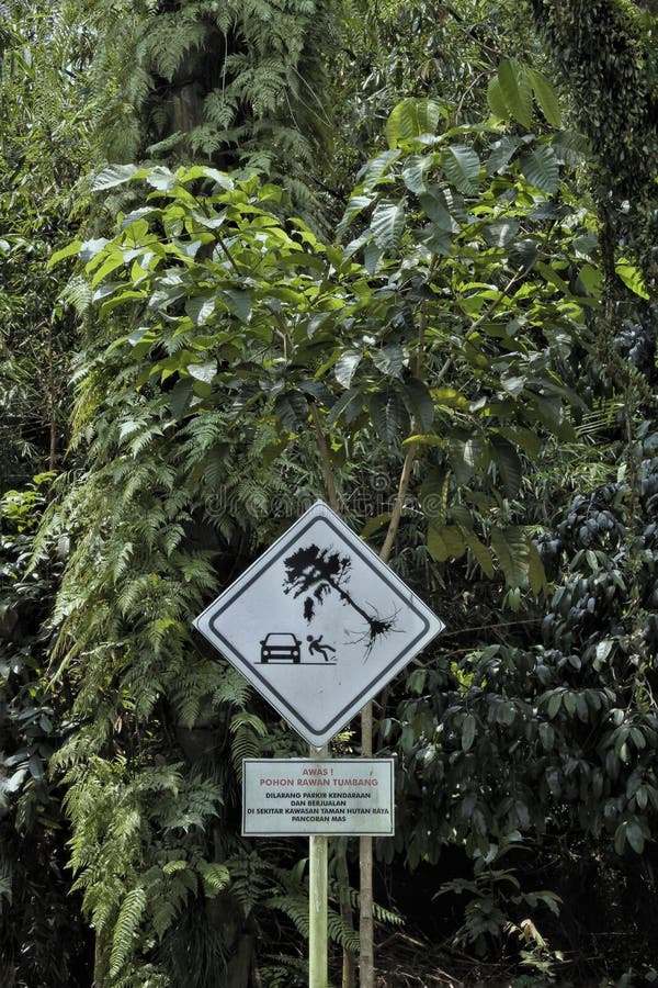 A Warning Sign about the Risk of Falling Trees in a Forest in the ...