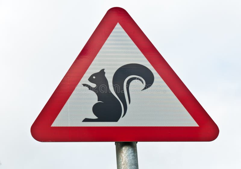 Warning... Squirrels!! stock image. Image of safety, roadsign - 33713989