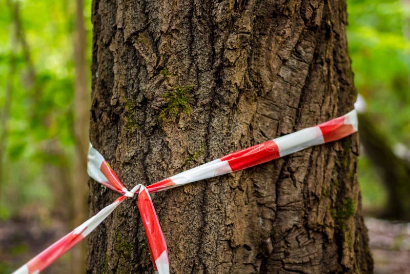 Warning tape on the tree stock image. Image of place - 125199051