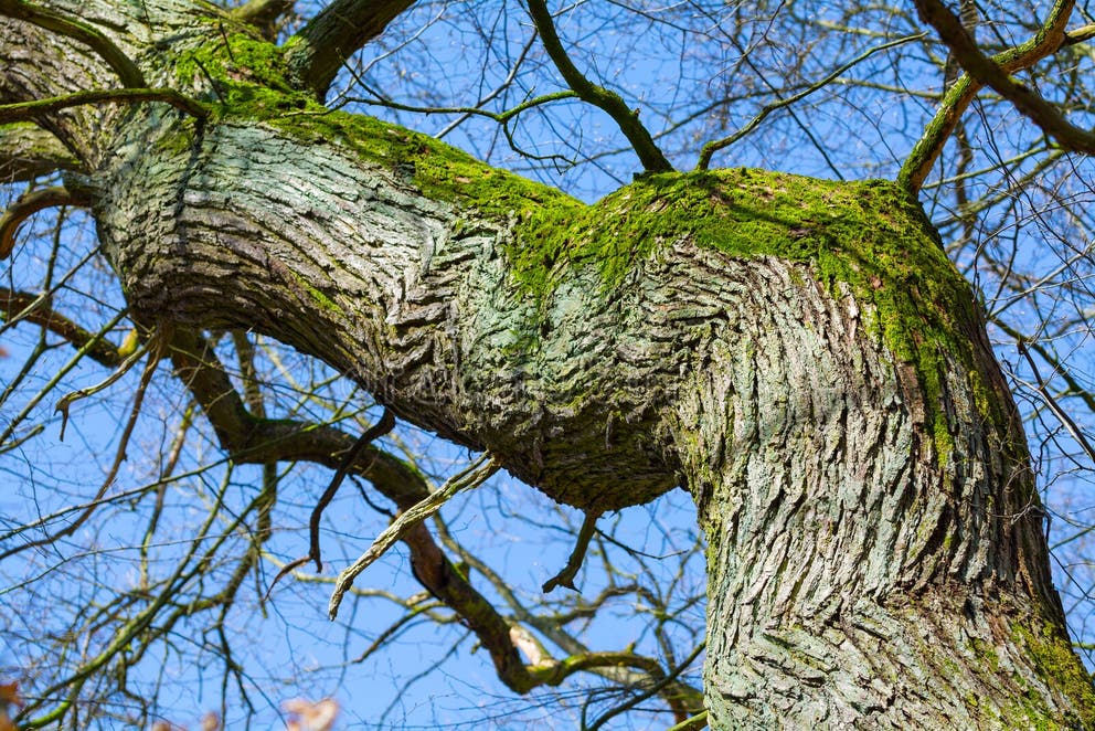 Warped Old Tree with Rough Bark and Moss Stock Photo - Image of growth ...