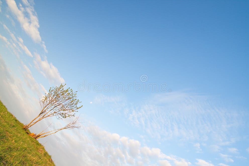 Warped Picture of Lonely Tree Stock Photo - Image of sunny, idyllic ...