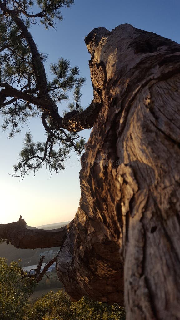 Warped Tree stock image. Image of tree, side, warped - 86112227