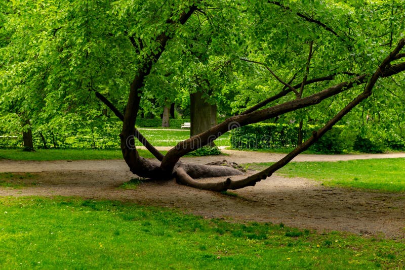 Warped Tree stock image. Image of tree, side, warped - 86112227