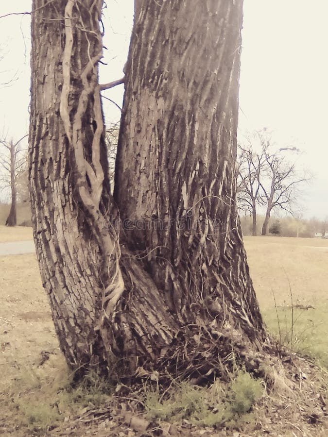 Warped Trunk stock photo. Image of sight, beauty, warped - 89420492