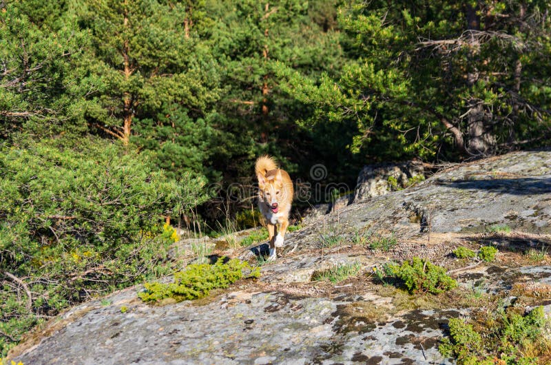 Warren Hound Walking among Rocks Stock Photo - Image of breed, nice ...