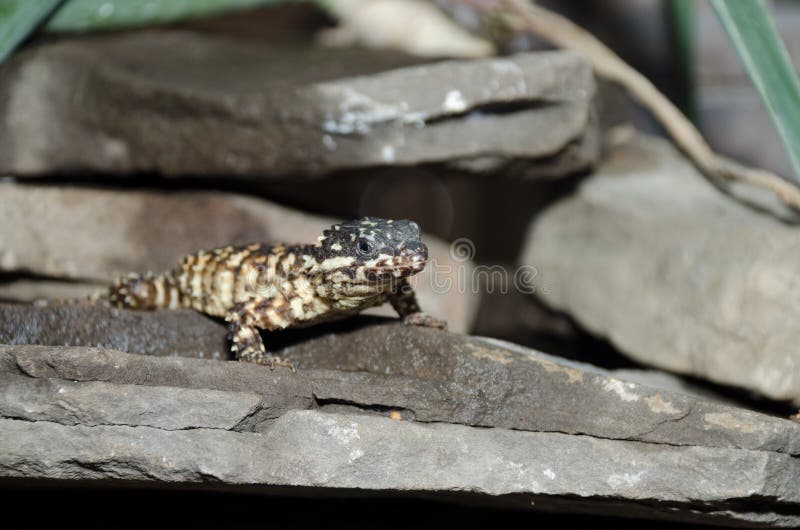 Warren s girdled lizard stock photo. Image of warren - 22653514