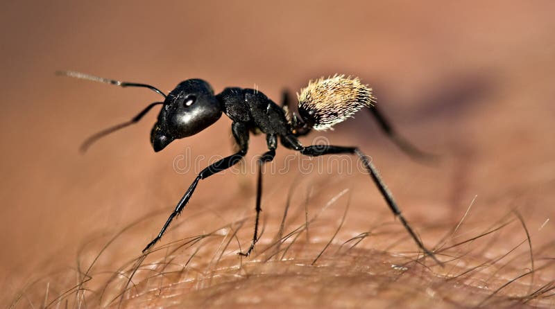 Warrior termite stock image. Image of body, mouth, legs - 2774285
