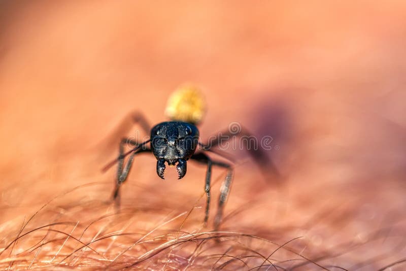 Warrior termite stock image. Image of body, mouth, legs - 2774285
