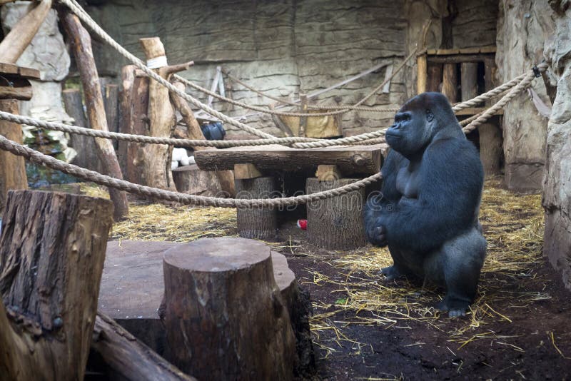 Warsaw - Polland editorial image. Image of warsaw, animals - 92391370