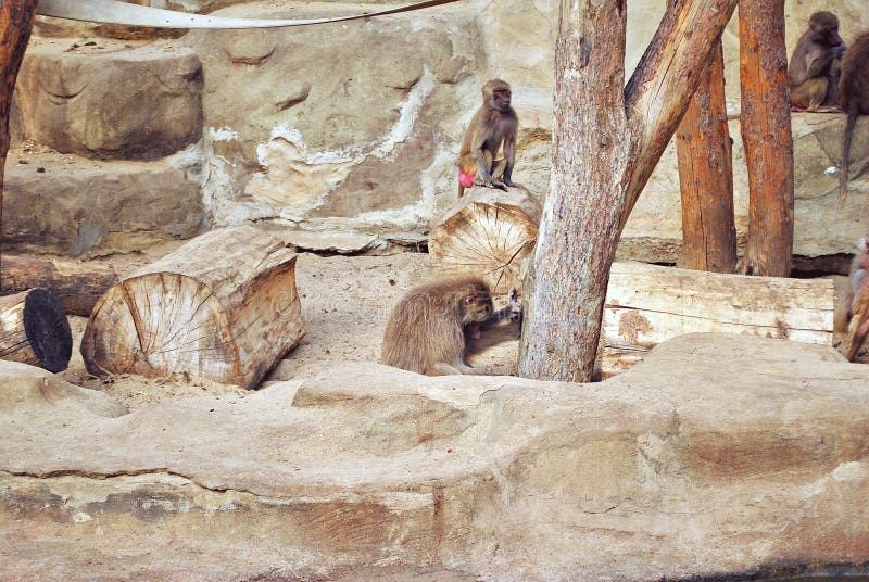 Warsaw zoo stock photo. Image of lion, border, background - 82696826