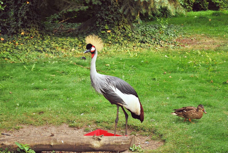 Warsaw zoo stock image. Image of male, adult, nature - 82696909