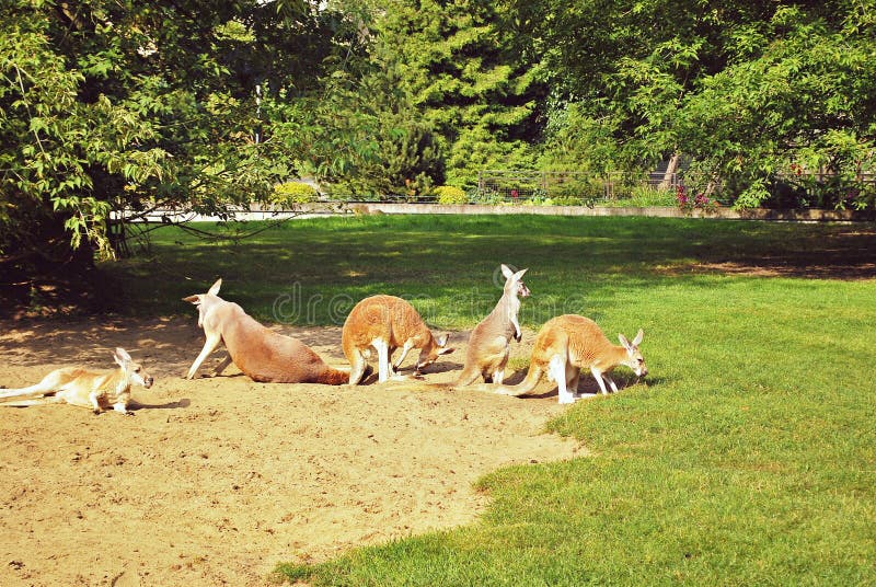 Warsaw zoo stock photo. Image of african, head, animals - 82703566