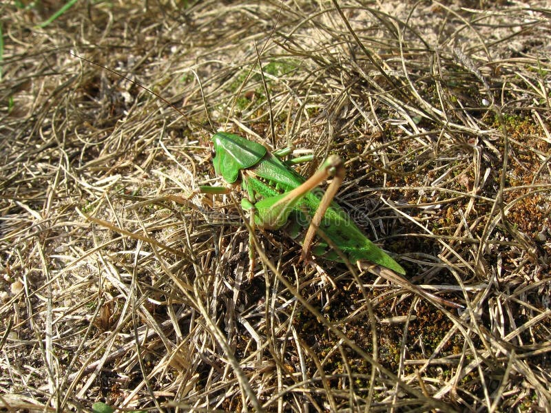 Wart-biter stock photo. Image of pest, biter, hopper, grassland - 1057814