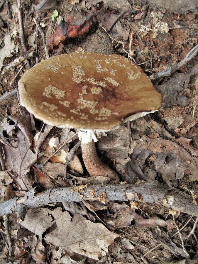 Wart Covered Lepidella Mushroom Fotografering för Bildbyråer - Bild av ...