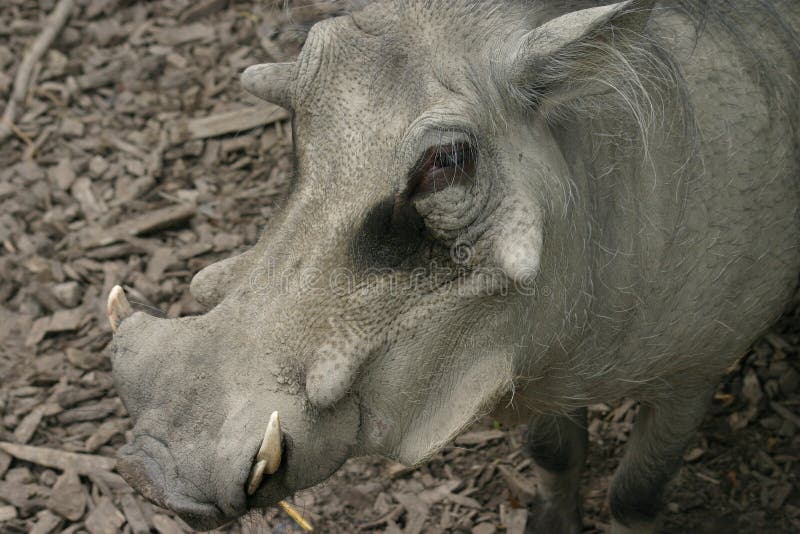 Wart Hog stock image. Image of fall, anaimal, mammal, wildlife - 8724329