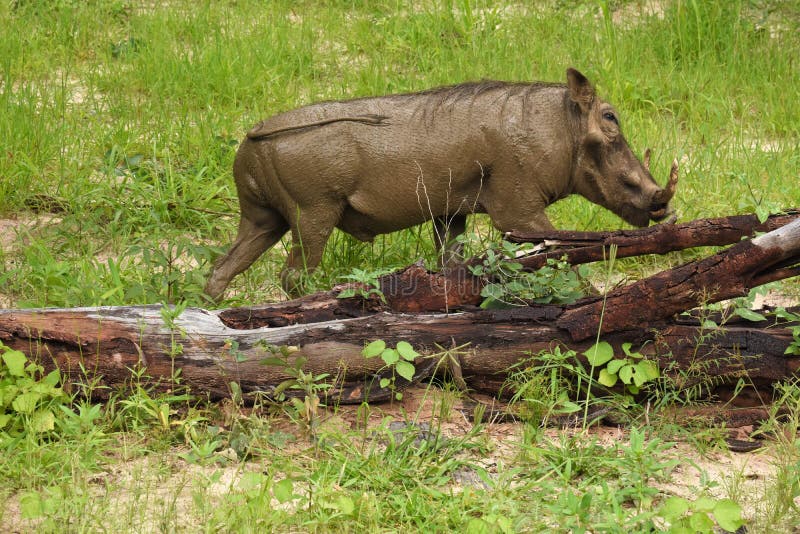 Wart hog in the brush stock image. Image of river, kenya - 86919339