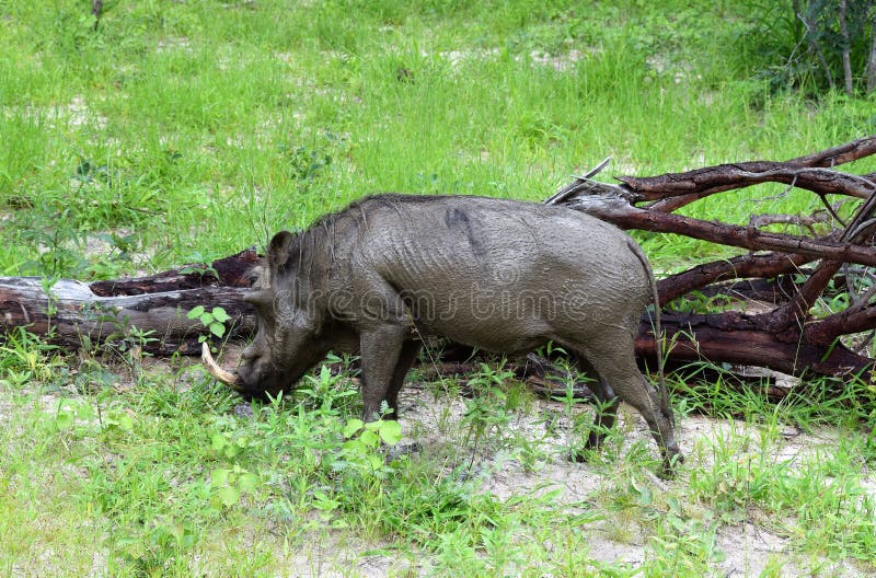 Wart hog with fallen tree stock image. Image of male - 88104589