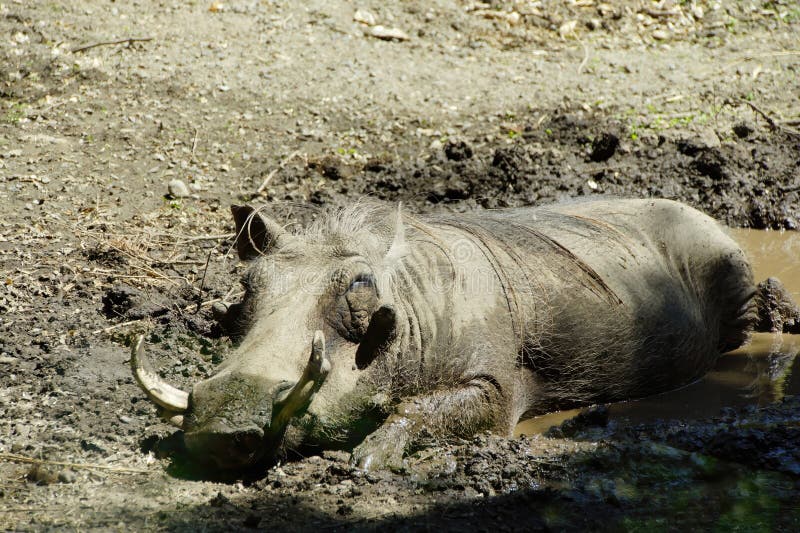 Wart hog napping editorial photography. Image of napping - 307189157