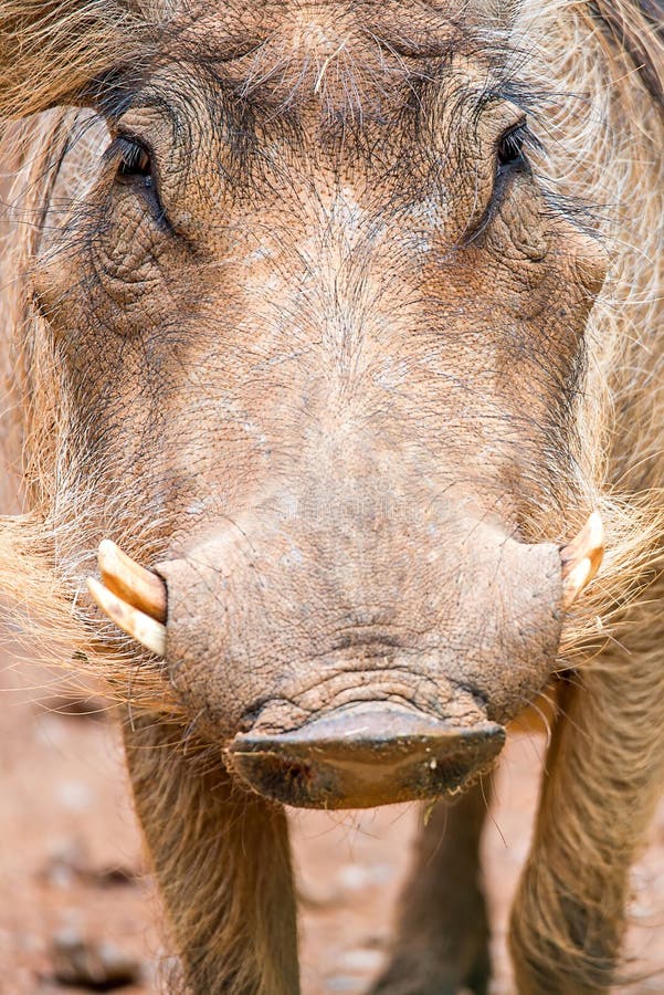 Wart Hog Portrait Looking Straight at Camera Stock Image - Image of ...