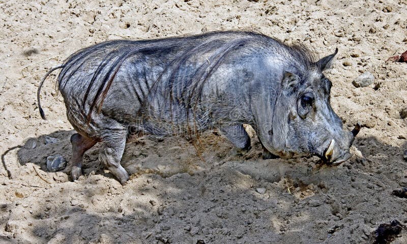 Peru feio foto de stock. Imagem de branco, enrugado, preto - 9166114