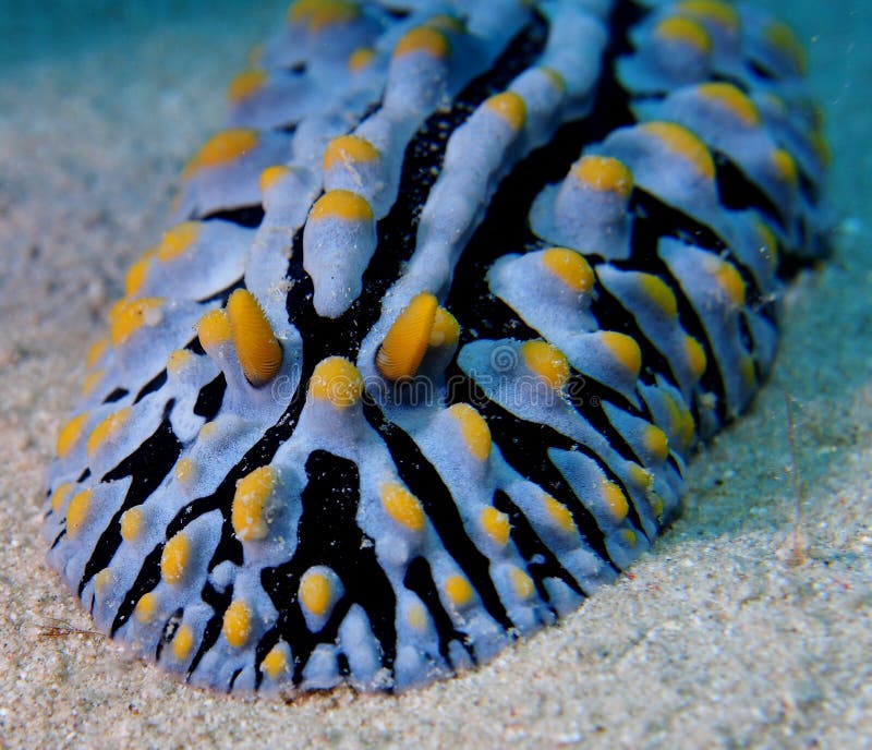 Wart Slug Red Sea varicoso foto de stock. Imagem de varicoso - 40665012