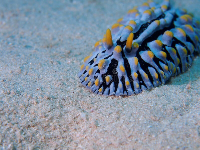 Wart Slug Phyllidia Varicosa Varicoso, Estrecho De Lembeh, Indonesia ...