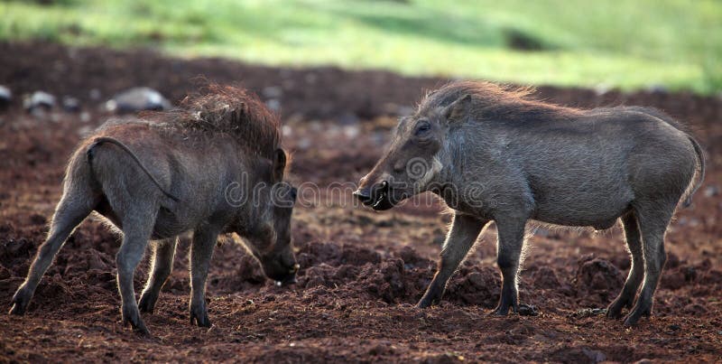 Warthogs Fighting in Savannah at Africa Stock Image - Image of kenia ...