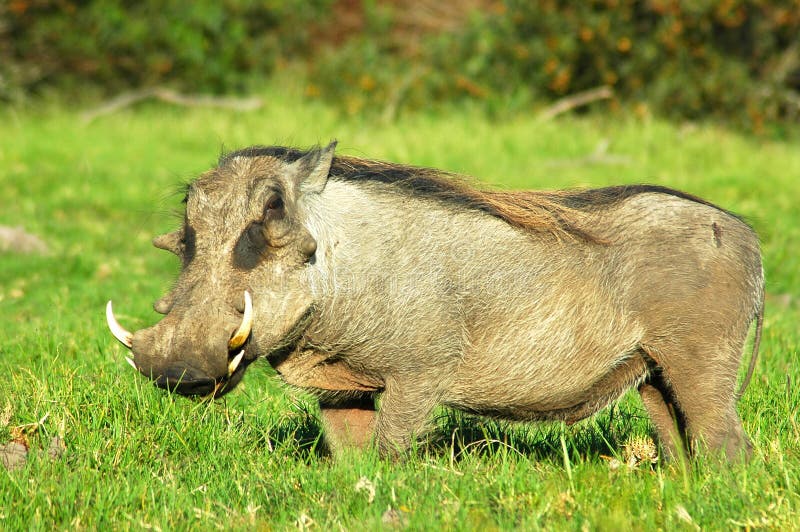 Warthog stock image. Image of national, endangered, graze - 1601435