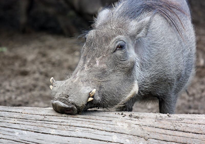 Warthog stock photo. Image of nose, nature, wildlife - 16166716