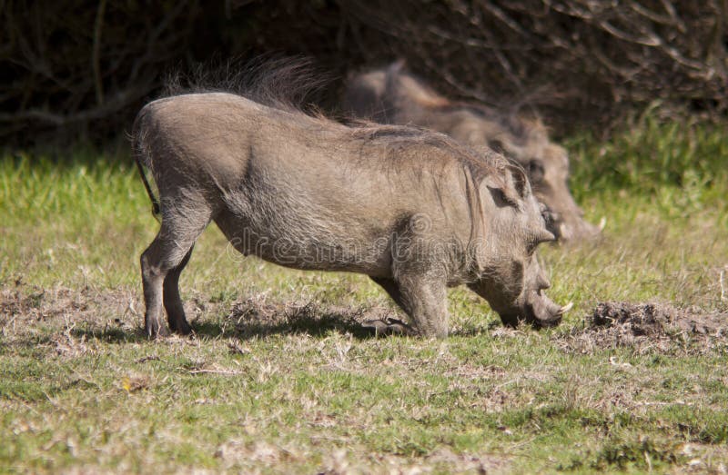 Angry Warthog Stock Photos - Free & Royalty-Free Stock Photos from ...
