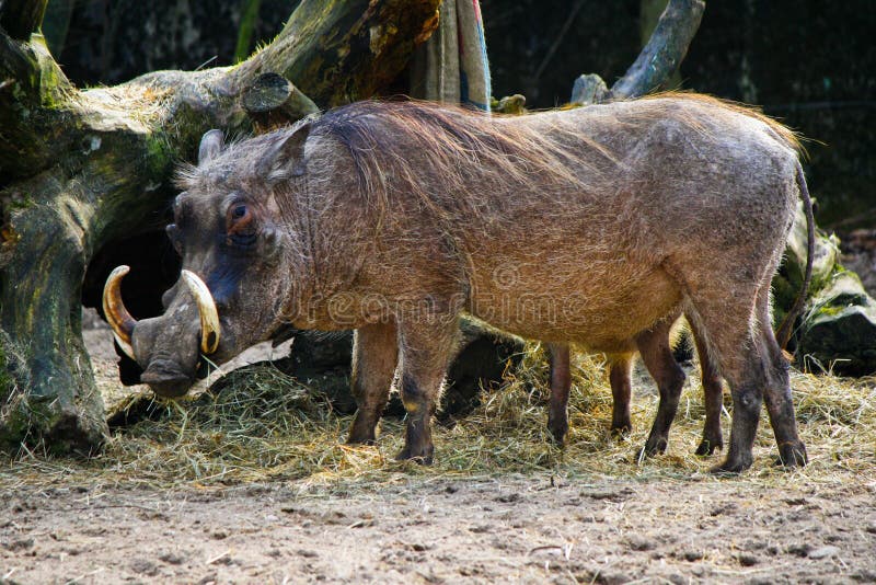 Warthog stock photo. Image of mammal, animal, tusks, warthog - 18950930