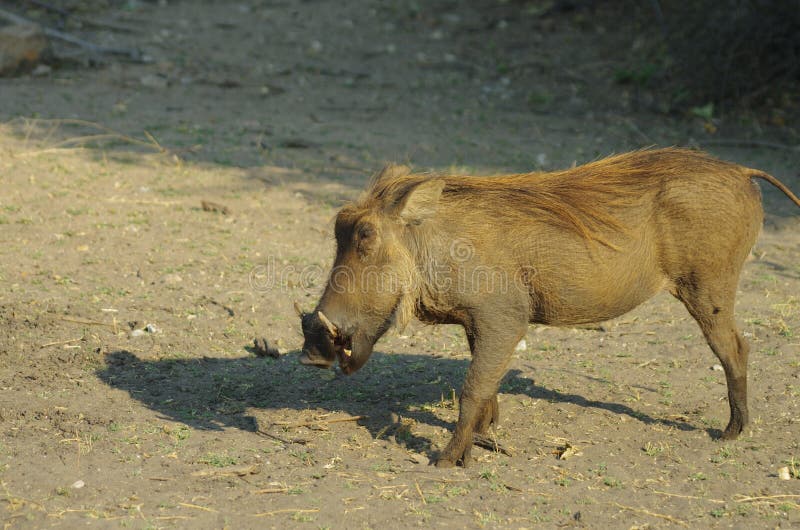 Warthog stock photo. Image of ugly, wildlife, warthog - 21059748