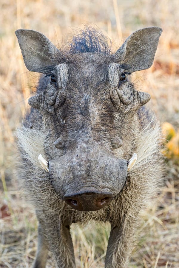 1,447 Warthogs Stock Photos - Free & Royalty-Free Stock Photos from ...