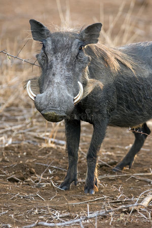 Warthog stock image. Image of contact, safari, warthog - 7081029