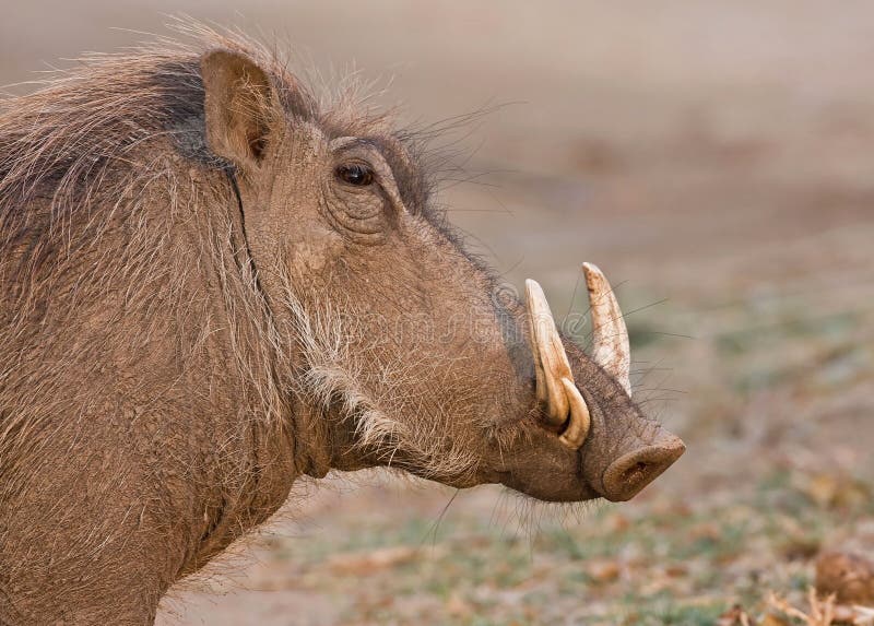 Warthog stock photo. Image of africa, mammal, aethiopicus - 8822572