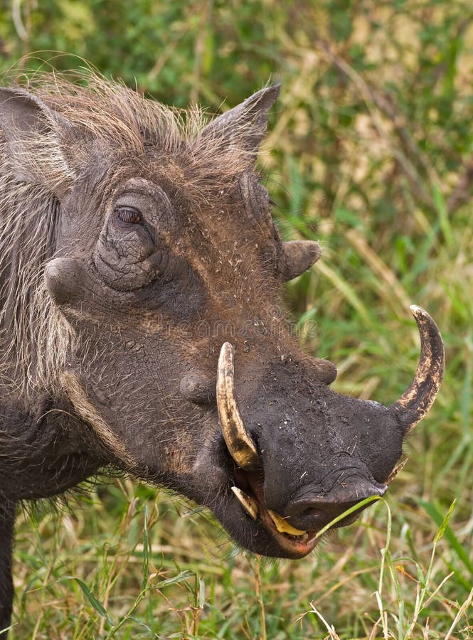 Warthog stock image. Image of nature, wild, warthog, southern - 8822593